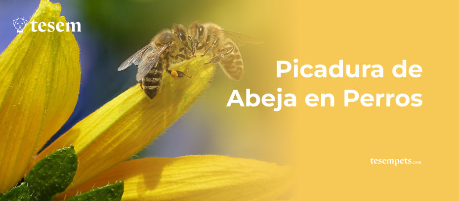 Picadura de Abeja en Perros: ¿Qué Hacer y Cómo Tratarla? Guía Completa
