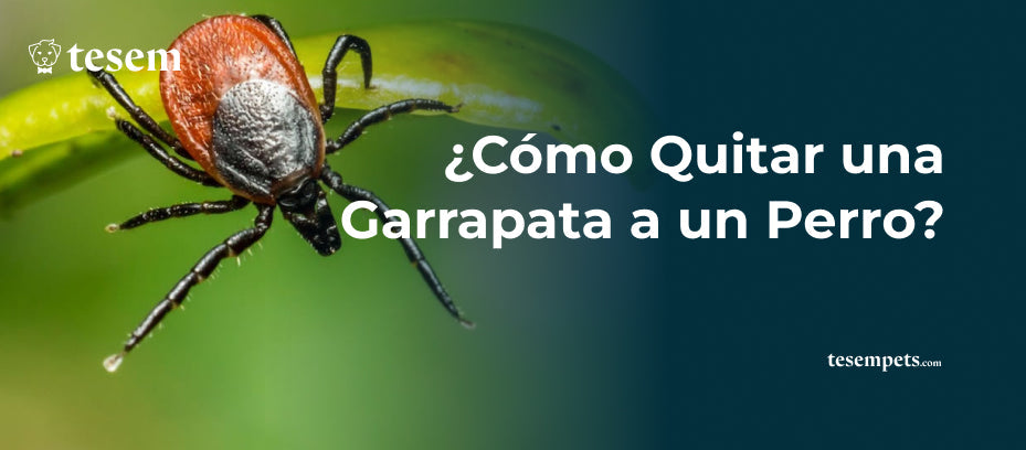 ¿Cómo Quitar una Garrapata a un Perro? Guía Completa y Consejos de Pre