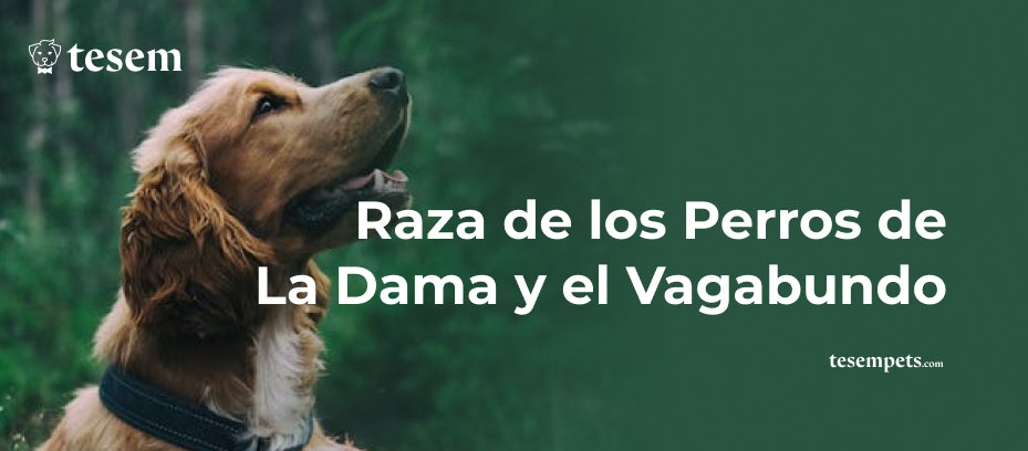 ¿Cuál es la Raza de los Perros de La Dama y el Vagabundo?